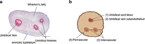 Umbilical Cord Cross Section Diagram