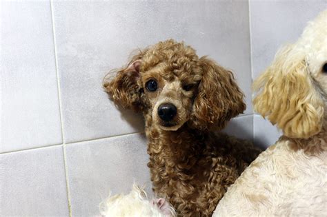 잠실 2018 0325 울산강아지분양 요크셔테리어분양가 새끼강아지분양 잉글리쉬불독 천안고양이분양 가정강아지분양 강아지입양 보더콜리 강아지무료분양 고양이무료분양