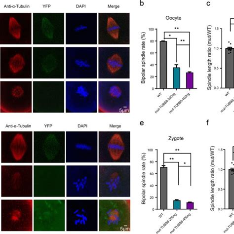 The Mutant Tubb8 Leads To Spindle Malformation A Representative Images Download Scientific