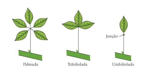 Classificação Das Folhas Como Classificar As Folhas Características