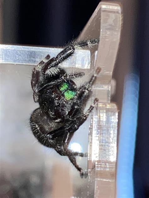I Am New To Jumping Spiders I Have Two But Dont Know What Sex They Are