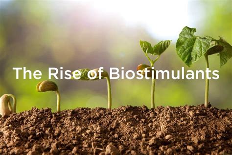 How Natural Biostimulants Improve Fruit Nutritional Quality