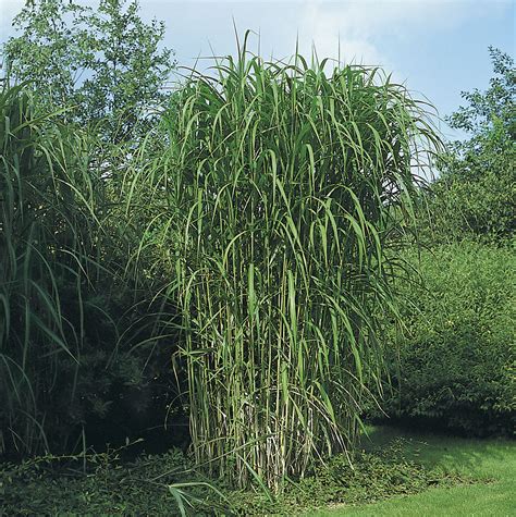 Giganteus Miscanthus Grass
