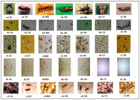 Paper On Multi Scale Pest Detection By Yolov5 Network Agriculture Mdpi Posted On The Topic