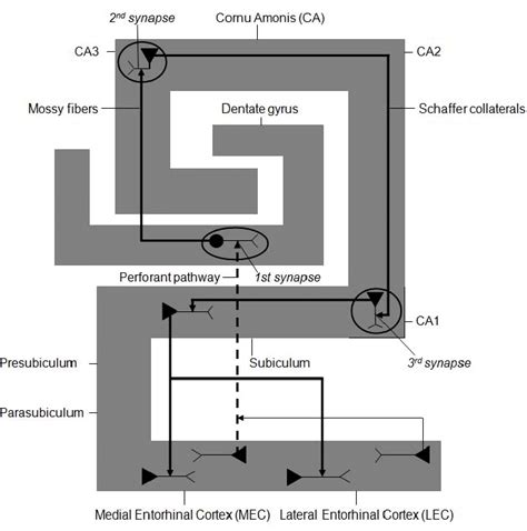 Mostly Unidirectional Intrahippocampal Trisynaptic Circuit