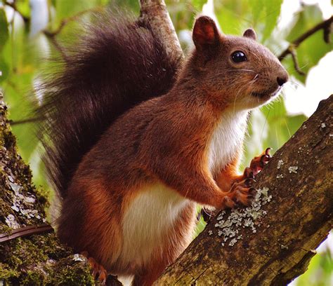 Ardilla Nager Lindo La · Foto Gratis En Pixabay