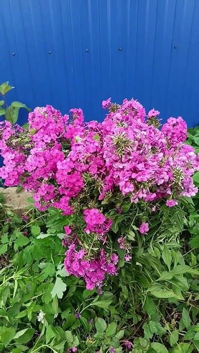 С Днем Рождения Здоровья Счастья Мирного Неба Youtube