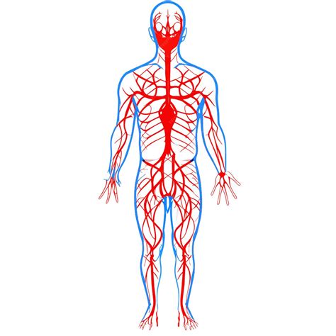 El Sistema Cardiovascular Del Ser Humano Adulto Comprende Los Vasos
