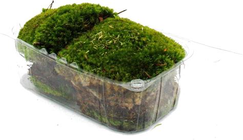 Exotenherz Mini Moos Box Echtes Natur Moos Zum Basteln Und Dekorieren Kleine Packung Ca
