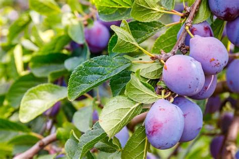 Best Fruit Trees For California A Regional Guide