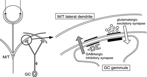 2 Dendrodendritic Reciprocal Synapses Between Ob Interneurons And Download Scientific Diagram