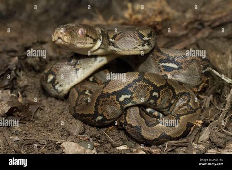 Reticulated Python Striking Hi Res Stock Photography And Images Alamy