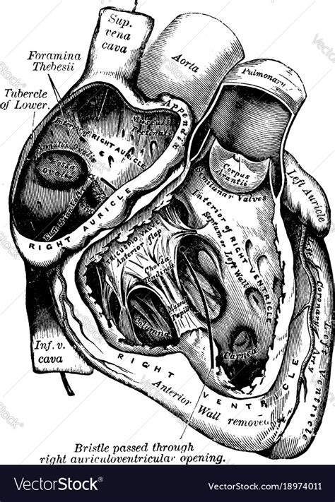 Right Auricle