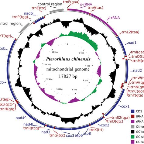 Codon Distribution Of The P Chinensis Mitogenome Numbers On The