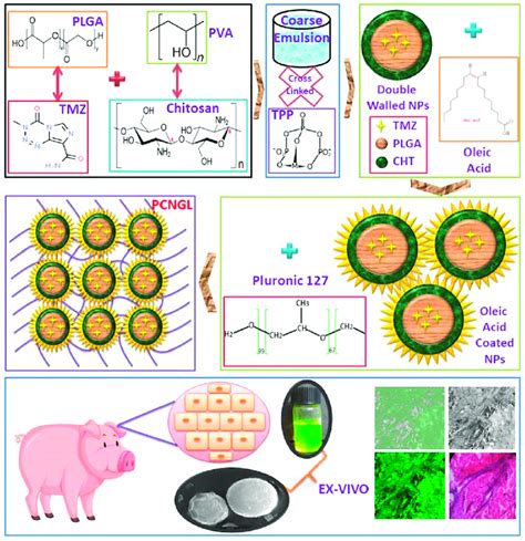 Schematic Representation Of Double−walled Plga−chitosan Download Scientific Diagram