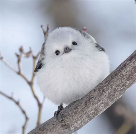 더쿠 오늘 1 20은 눈의 요정 흰머리 오목눈이의 날