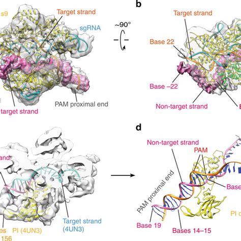 The Spcas9 Bound Topology Of The Non Target Dna Strand Bases −22 To Download Scientific