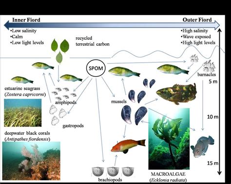1 Schematic Of Niche Partitioning In The Fiordland Wrasse Guild
