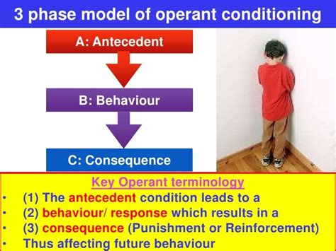 3 Phase Model Of Operant Conditioning Vce U4 Psych