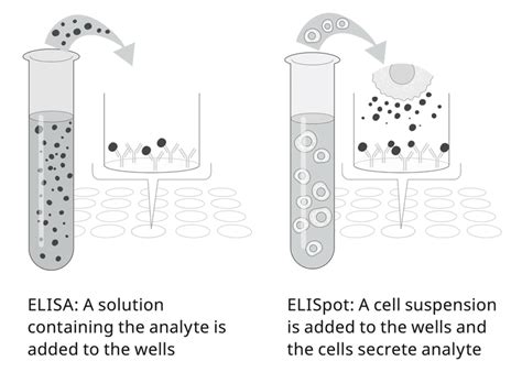 Mabtech Elispot Sensitive Kits Accurate Readers
