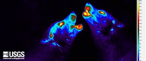 Howling Thermal Imagery Of Wolves Howling Near Yellowstone Flickr