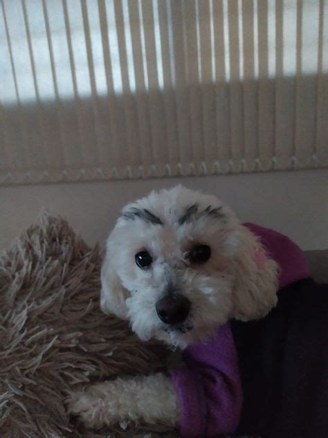 Perro Con Cejas