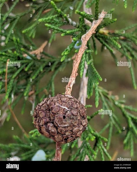 Juniper Apple Rust Gymnosporangium Juniperi Virginianae Stock Photo Alamy