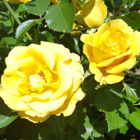 Bodendeckerrose - Rose 'Golden Bonica' - gelb