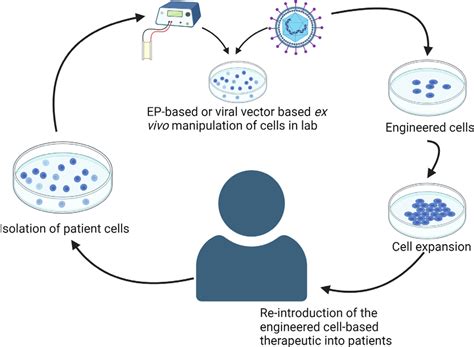 Schematic Demonstrating Ex Vivo Manipulation Of Patient Derived Cells