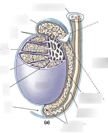 Male Reproductive Testes Diagram Quizlet