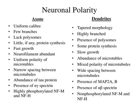 Ppt Neuronal Cytoskeleton Structure And Function Powerpoint Presentation Id 5496987