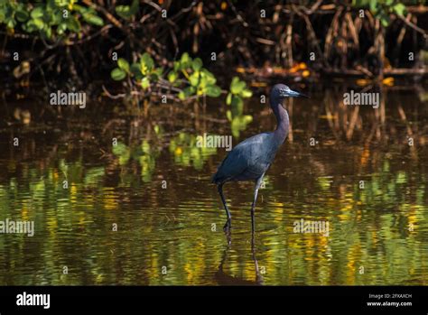 Large Collection Of Florida Wildlife From Florida Nature Preserve Park