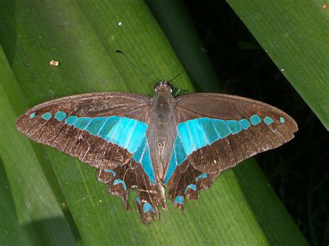 Blue Triangle Butterfly Graphium Sarpedon P1200356 2 Flickr