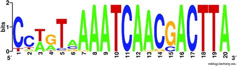 Predicted Promoter Sequence In DLP6 Putative Phage Promoter Consensus Download Scientific
