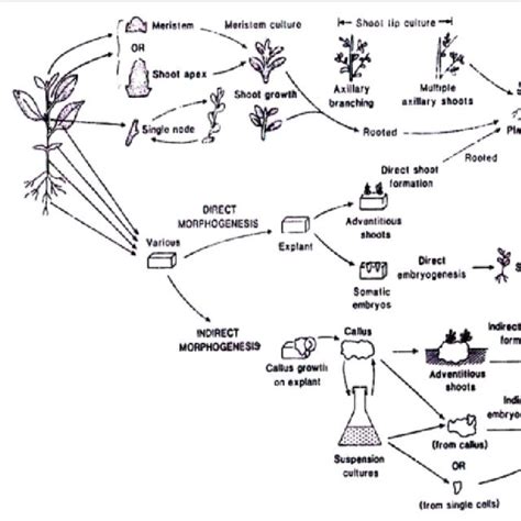 5 Protocol For Somatic Embryogenesis In Carrot Download Scientific