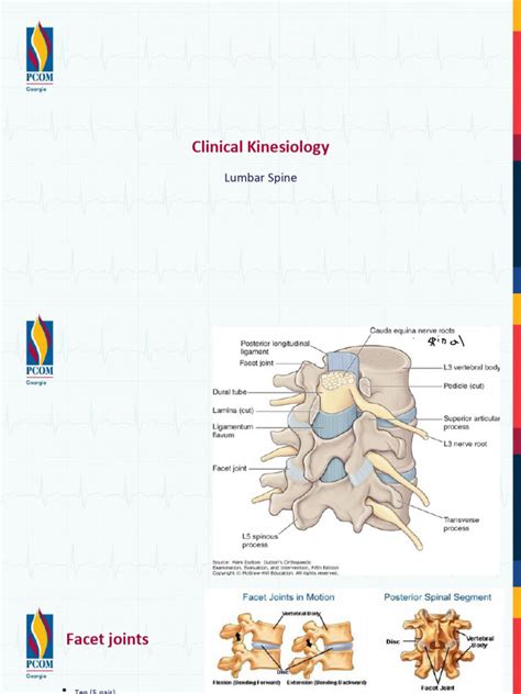 Kines Lumbar Lecture Pdf Pelvis Vertebral Column