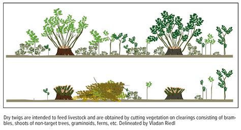 Tree Veteranisation Pollarding And Girdling Vs Tree Conservation