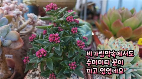 비가림막속에서도 수미미티 꽃이 피고 있고 신데렐라 황홀한연꽃 먼로철화 코사지 얼큰이된 합식이들과 눈맞춤합니다 Youtube