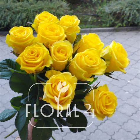 Купить «Пени лейн 11 штук» с доставкой в Сочи - «Floral24»