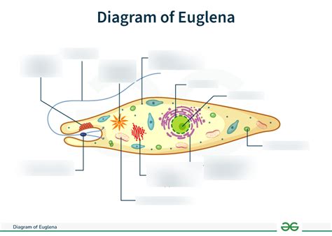 Euglena Diagram Quizlet