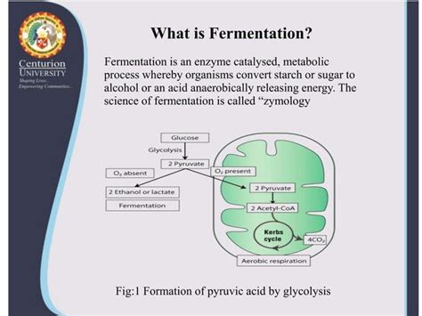 Microbial Fermentation Role In Bacteria Ppt