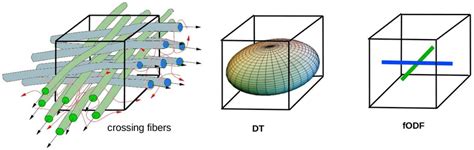 13 illustration of partial volume effect whitin a voxel for two fiber