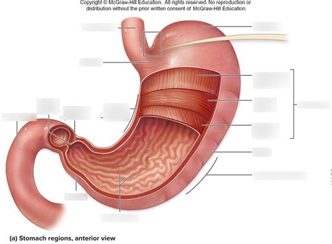 Stomach Diagram Quizlet