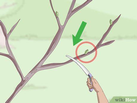 How To Root Trees With Pictures WikiHow