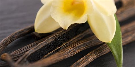 How Many Vanilla Beans Grow On A Plant At Ryder Sturdee Blog