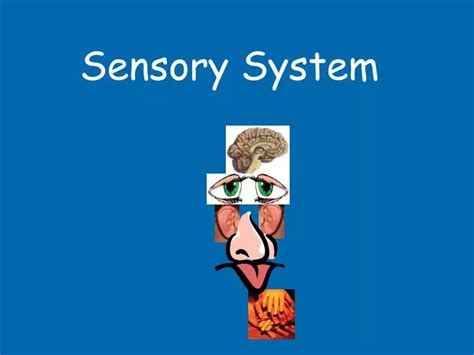 PPT Sensory System PowerPoint Presentation Free Download ID