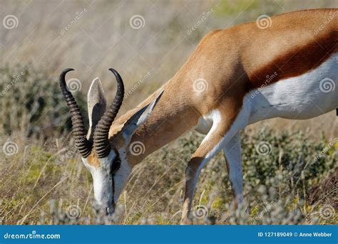 Una Gacela Con Los Cuernos Hermosos Que Pastan En El Savana Imagen De