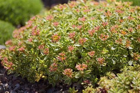 Succulents That Like Full Sun And Heat Comprehensive Guide