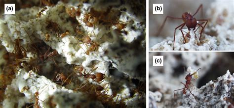 Leaf Cutter Ants Fungus