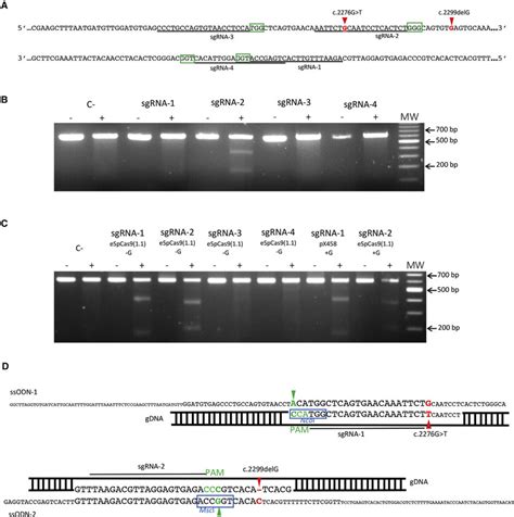 Design And Selection Of The Optimal Sgrna And Ssodn A Sequence Of Download Scientific Diagram